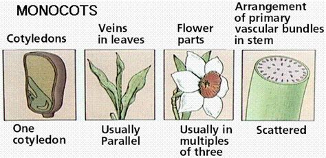 Common Monocot Plants Examples