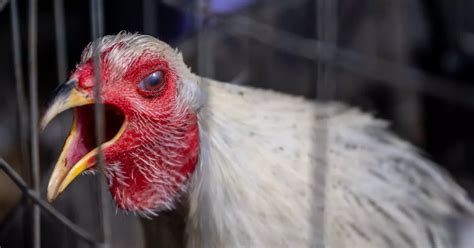 Map Shows How Bird Flu Is Spreading Across Us As Only Two States