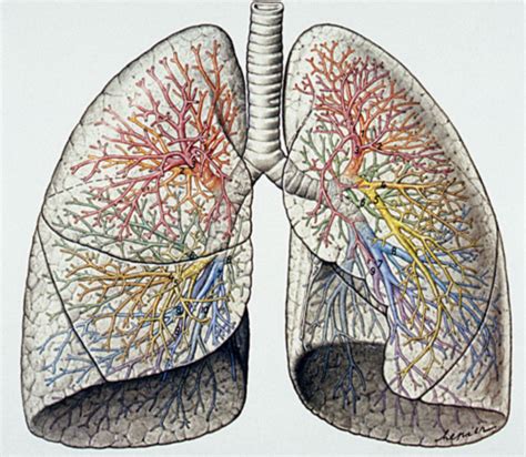 Lung Anatomy And Physiology Flashcards Quizlet