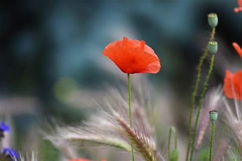 양귀비 꽃 붉은 양 귀 비 Pixabay의 무료 사진 Pixabay