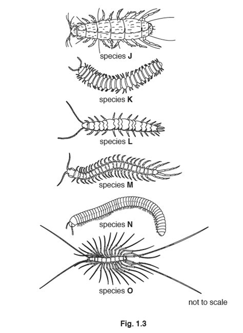 Igcse Biology 0610 1 2 Concept And Uses Of Classification Systems Igcse Style Questions Paper 4