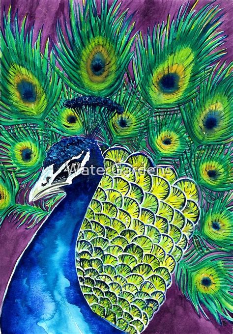 Peacock Watercolour By Watergardens Redbubble