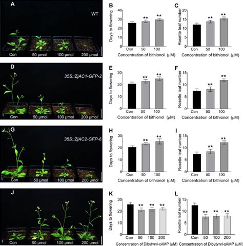 Flowering Phenotype Of Zjac Overexpression Transgenic Lines And Download Scientific Diagram