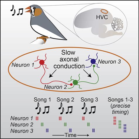 Local Axonal Conduction Shapes The Spatiotemporal Properties Of Neural Sequences Cell