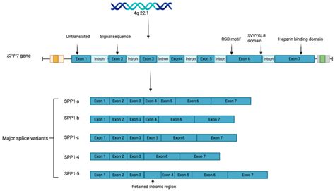 Secreted Phosphoprotein 1 In Lung Diseases Pmc