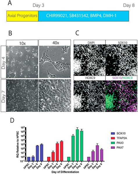 Figure 3 From Efficient Generation Of Trunk Neural Crest And