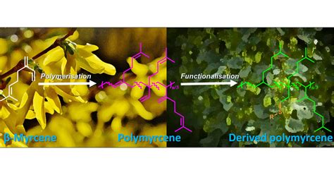 Polymerization Of Myrcene In Both Conventional And Renewable Solvents Postpolymerization