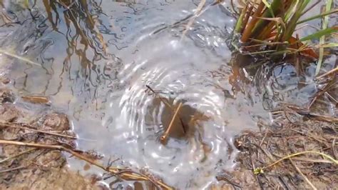 Alan Walker Robin Packalen Dust The Best Songs Of Alan Walker