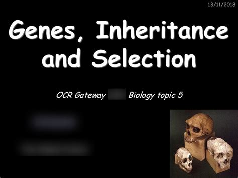 diagram of b5 genes inheritance and selection quizlet