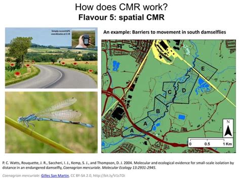 Capture Mark Recapture Cmr As A Method For Species Monitoring At A Landscape Scale Ppt