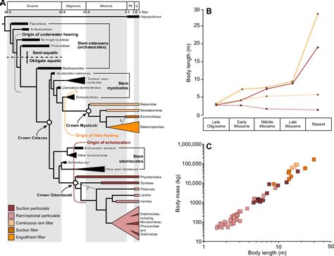 Figure 2 From The Evolution Of Foraging Capacity And Gigantism In