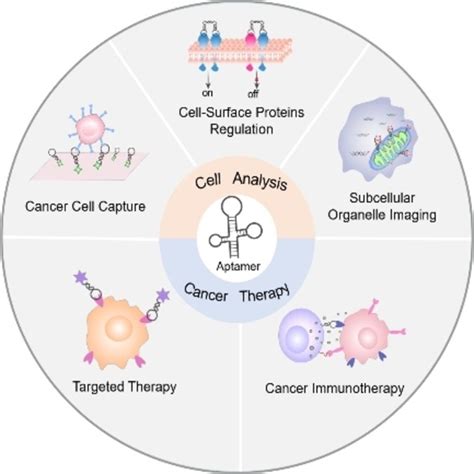 Aptamer Based Cancer Cell Analysis And Treatment Abstract Europe Pmc