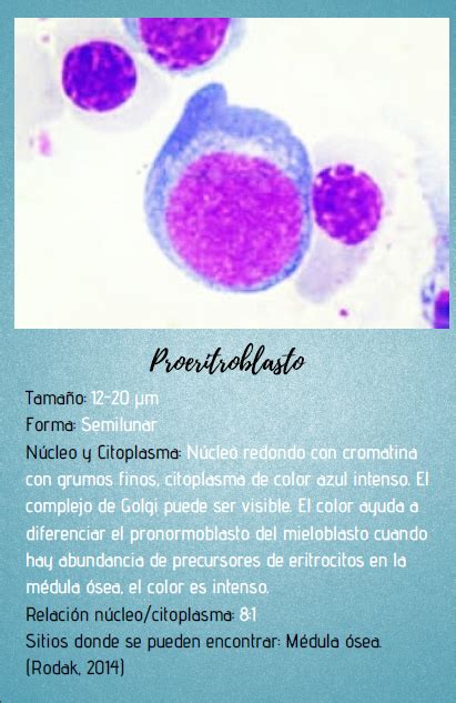 Proeritroblasto En Médula ósea Hematología Notas De Biología
