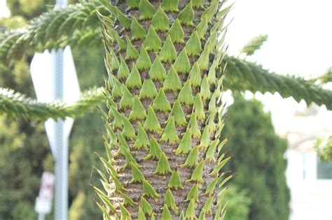 Monkey Puzzle Tree Trunk Monkey Puzzle Tree Tree Tree Trunk
