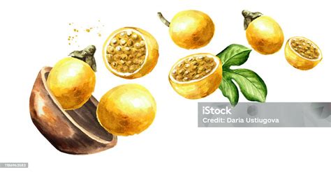 신선한 노란색 열정 과일 흰색 배경에 고립 된 수평 그림을 그린 수채화 손으로 그릇 건강한 식생활에 대한 스톡 벡터 아트 및 기타 이미지 건강한 식생활 과일 노랑