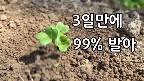무 씨앗 파종 이렇게 했더니 3일만에 99 싹이 이만큼이나 나왔습니다 Youtube