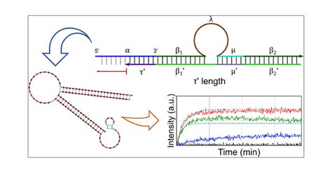 Targeted Selection Of Aptamer Complementary Elements Toward Rapid