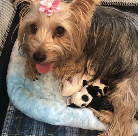Harris Yorkies Harris Yorkies Added A New Photo — In