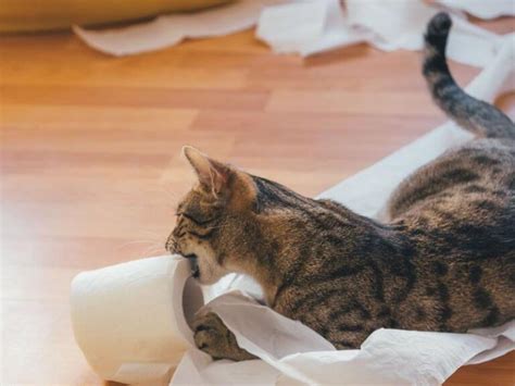Behavioral Problems In Cats