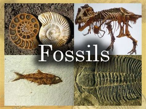 fossils ppt geology science