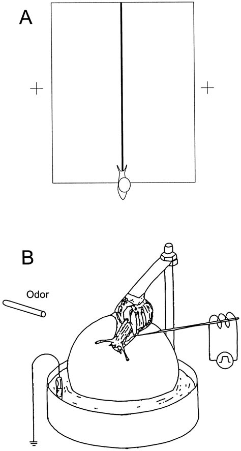 Scheme Of The Behavioral Experiments A Experimental Arrangement For