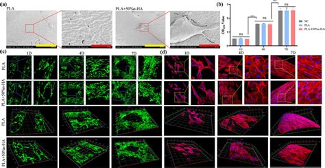 Biocompatibility Of 3d Printed Scaffolds A 3d Printing Pla And