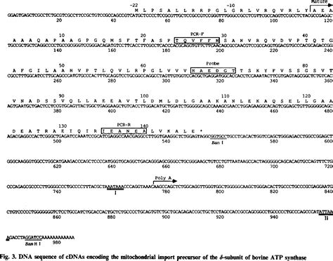 Figure 3 From The 6 Subunit Of Atp Synthase From Bovine Heart