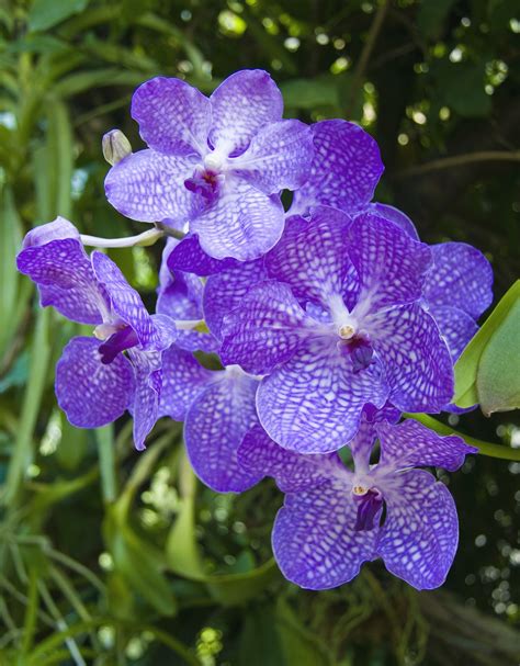 Orchids Types List
