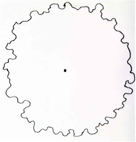 How To Draw Trees In Plan Ornamental Deciduous Hand Drafting Series DRAFTSCAPES