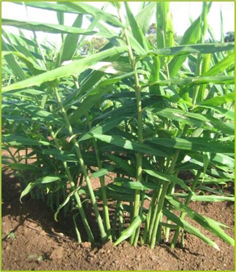 Budidaya Tanaman Jahe Budidaya Jahe Sistem Terbaru