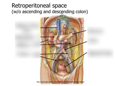 Retroperitoneal Space Labeling Diagram Quizlet