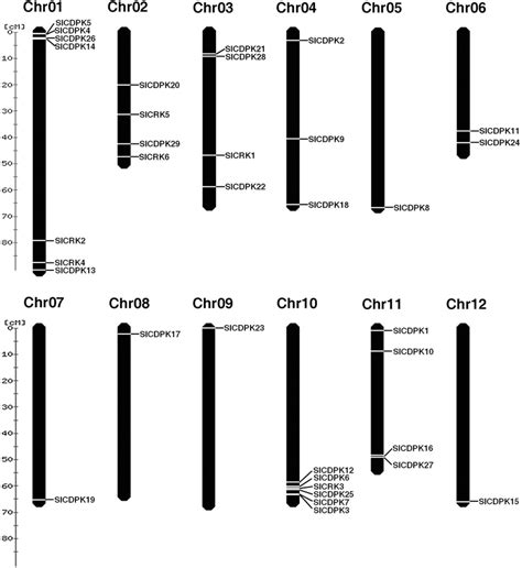 Chromosomal Localization Of Tomato Cdpk And Crk Genes Download
