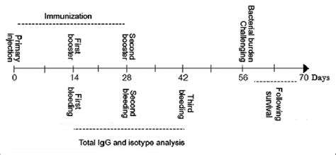 Schematic Diagram Of Immunization Protocol Download Scientific Diagram