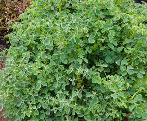 Более 280 работ на тему «Purple Wood Sorrel фотографии»: стоковые фото ...
