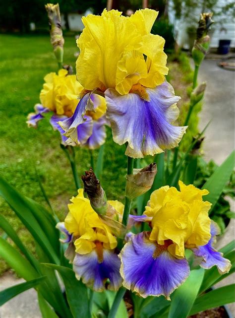 Iris All About Spring Artofit