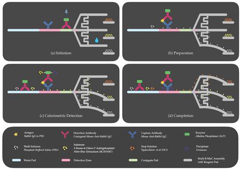 Micro Free Full Text A Microfluidic Paper Based Lateral Flow Device For Quantitative Elisa