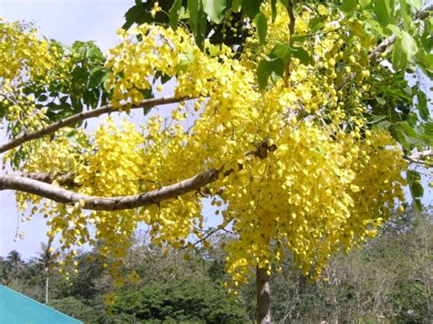 Yellow Tree Only In The Philippines Yellow Tree Philippines Favorite Places