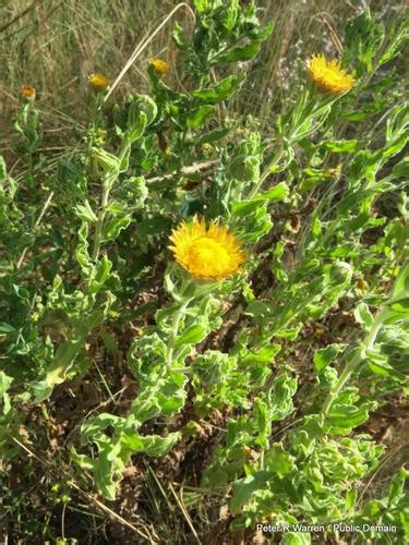 ️️ How To Prune Helichrysum Setosum