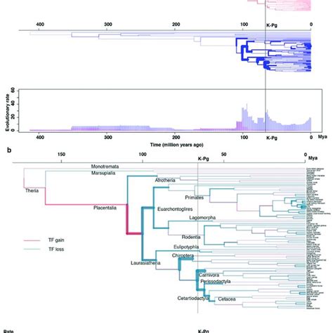 Atlas Of Ancient Transcription Factor Tf Gain And Loss A Tf Events