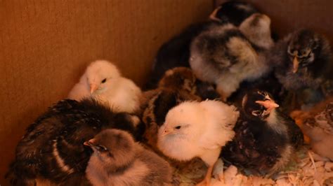 What Age Are Chicks At Tractor Supply At Lachlan Ricardo Blog
