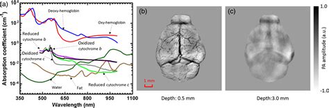 Label Free Photoacoustic Tomography Of Whole Mouse Brain Structures Ex Vivo