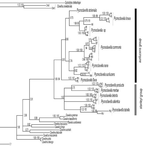 bayesian inference bi and maximum parsimony mp combined trees