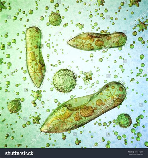 Protozoa Under Microscope 3d Illustration Stock Illustration 480744274 Shutterstock