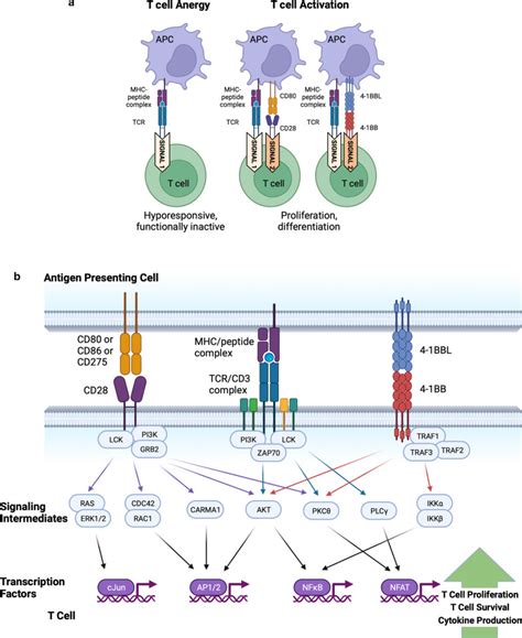 Complexities In Comparing The Impact Of Costimulatory Domains On