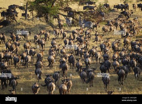 Stampede Of Gnu Wildebeest Antelopes During Great Migration In Savannah