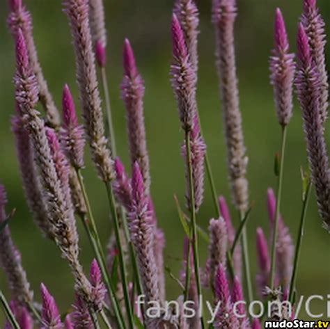 Cinderella Girl Cinderella Story Cinderelagirl69 Cinderelastory Nude OnlyFans Photo 86