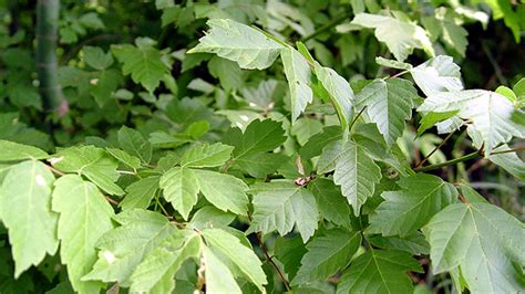 Letter Tree Nuisance