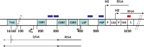 Schematic Representation Of The D Loop Regulatory Region The Names Of