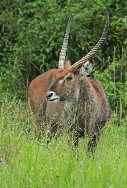 380 Cob Defassa Photos Photos Taleaux Et Images Libre De Droits Istock