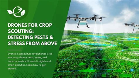 Drones For Crop Scouting Detecting Pests And Stress From Above